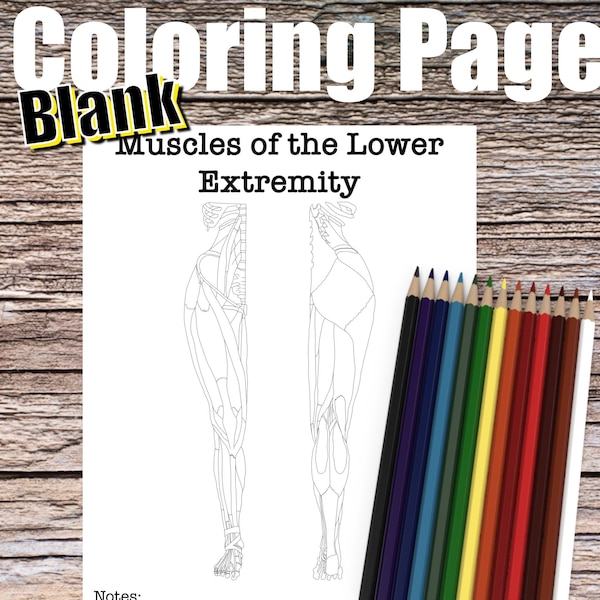 Conduction System of the Heart Anatomy Coloring Page BLANK Digital ...