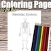 Skeletal System Anatomy Coloring Page- BLANK- Digital Download Skeleton ...