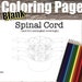 Spinal Cord Anatomy Coloring Page- BLANK- Digital Download Nervous ...