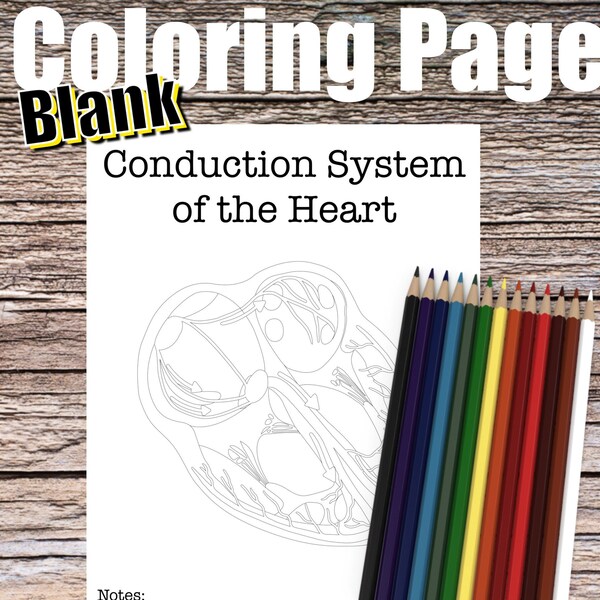 Spinal Cord Anatomy Coloring Page BLANK Digital Download Nervous System ...