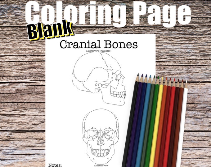 Cranial Bones Coloring Page - Etsy Canada