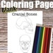 Pelvic Floor Anatomy Coloring Page BLANK Digital Download Muscle ...