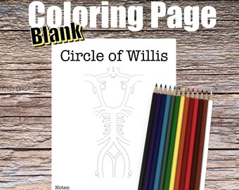 PRINTABLE Rabbit External Anatomy Worksheet - Etsy