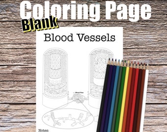 Blood Vessel Anatomy Coloring Page LABELED | Etsy