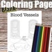 Blood Vessel Anatomy Coloring Page- BLANK- Digital Download Artery Vein ...