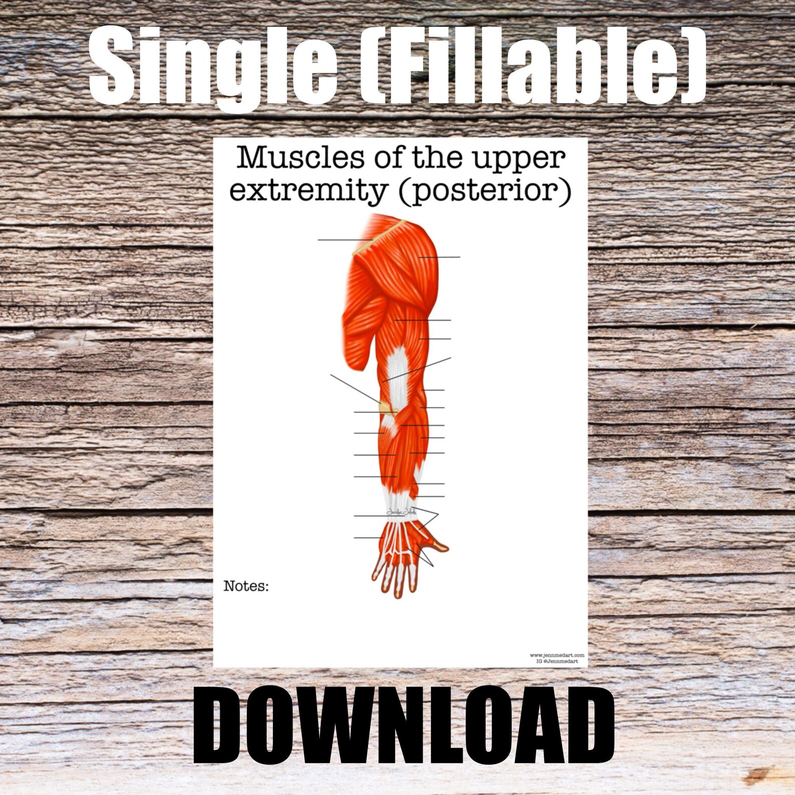 Muscles of Upper Extremity Posterior (arm) Anatomy Worksheet- Single ...