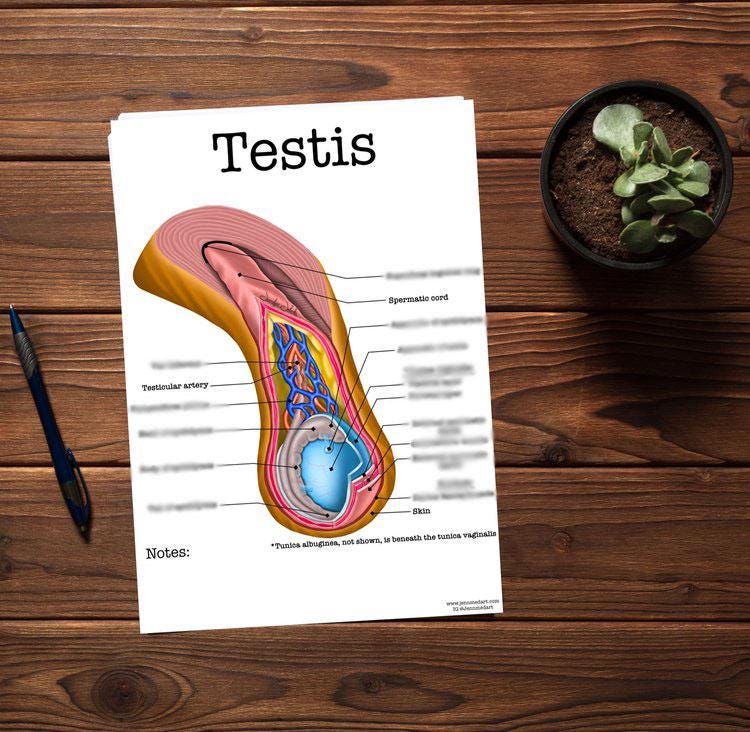 Testis Anatomy Coloring Page- BLANK- Digital Download Penis Scrotum ...