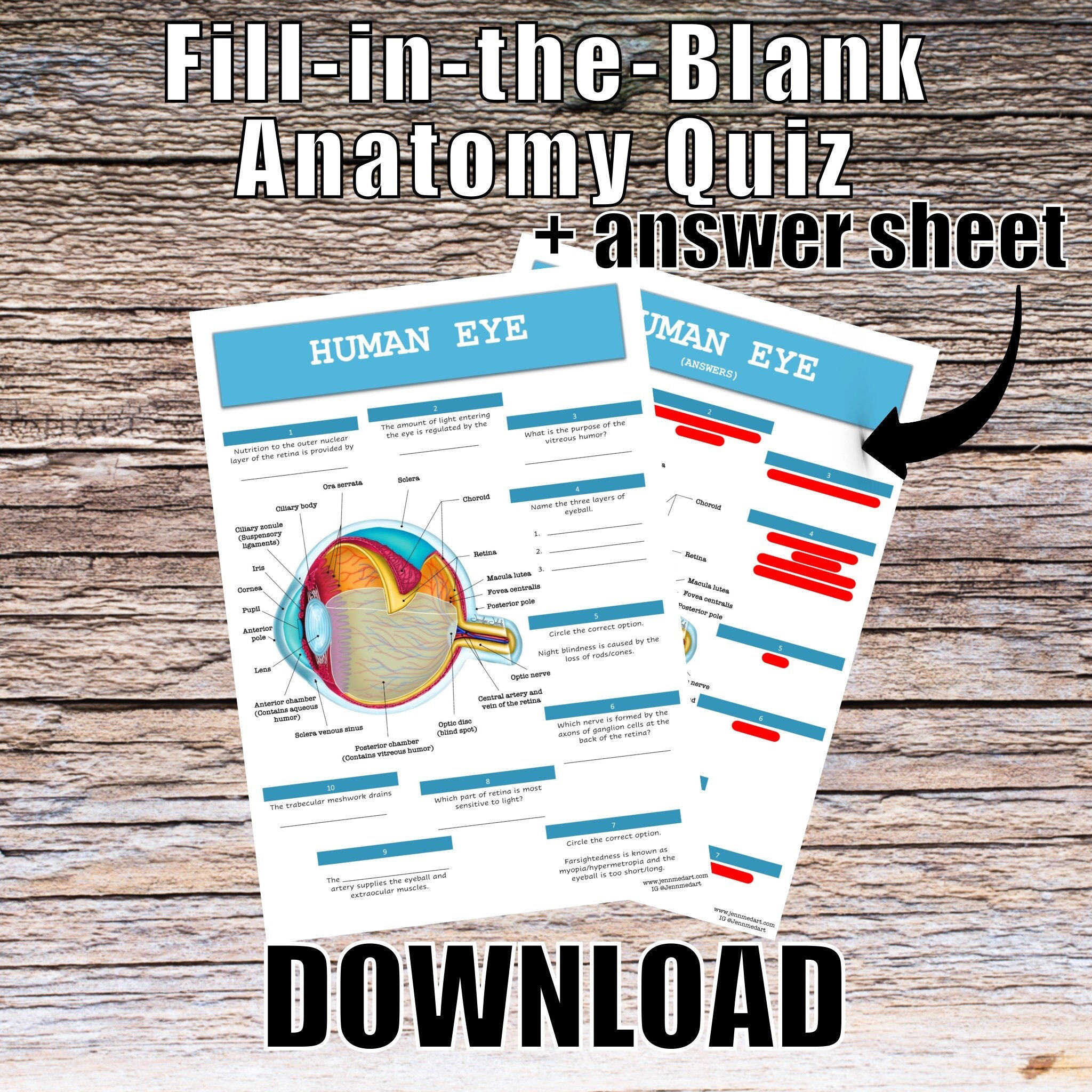 Human Eyeball Anatomy QUIZ Worksheet + Answers - Digital Download ...