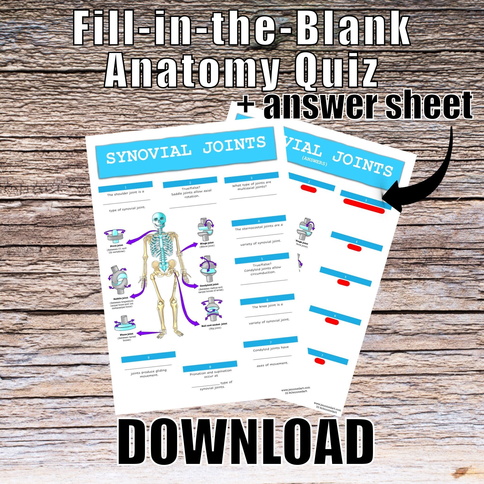 Synovial Joints Anatomy QUIZ Worksheet Answers Digital Download 
