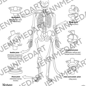 Synovial Joints Anatomy Coloring Page- LABELED- Digital Download Bone ...