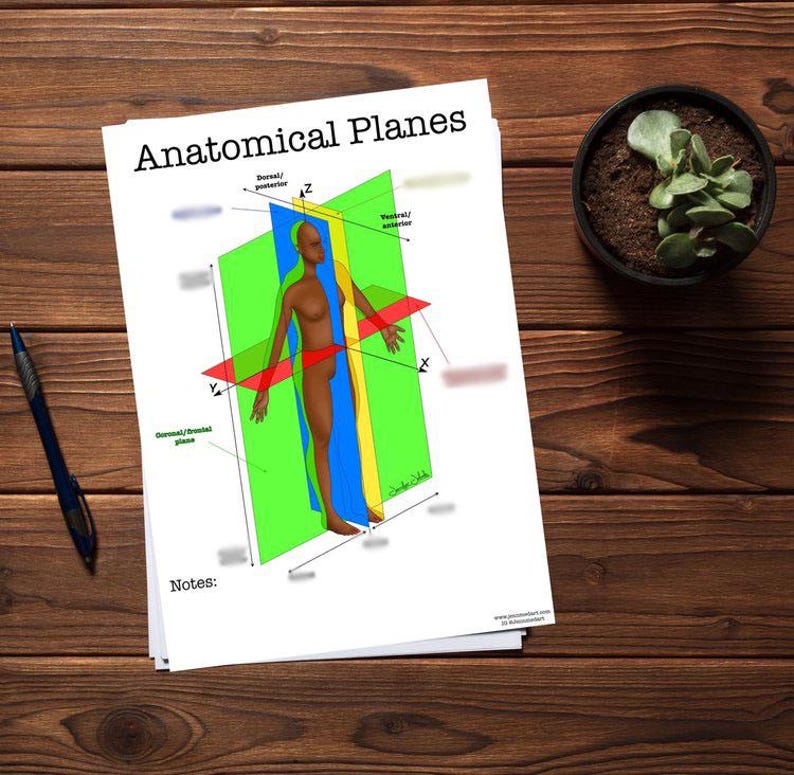 Anatomical Planes Anatomy Coloring Page- BLANK- Digital Download Body ...