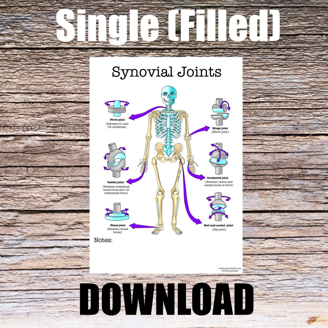 Synovial Joints Anatomy Worksheet Single FILLED Digital Download Human ...