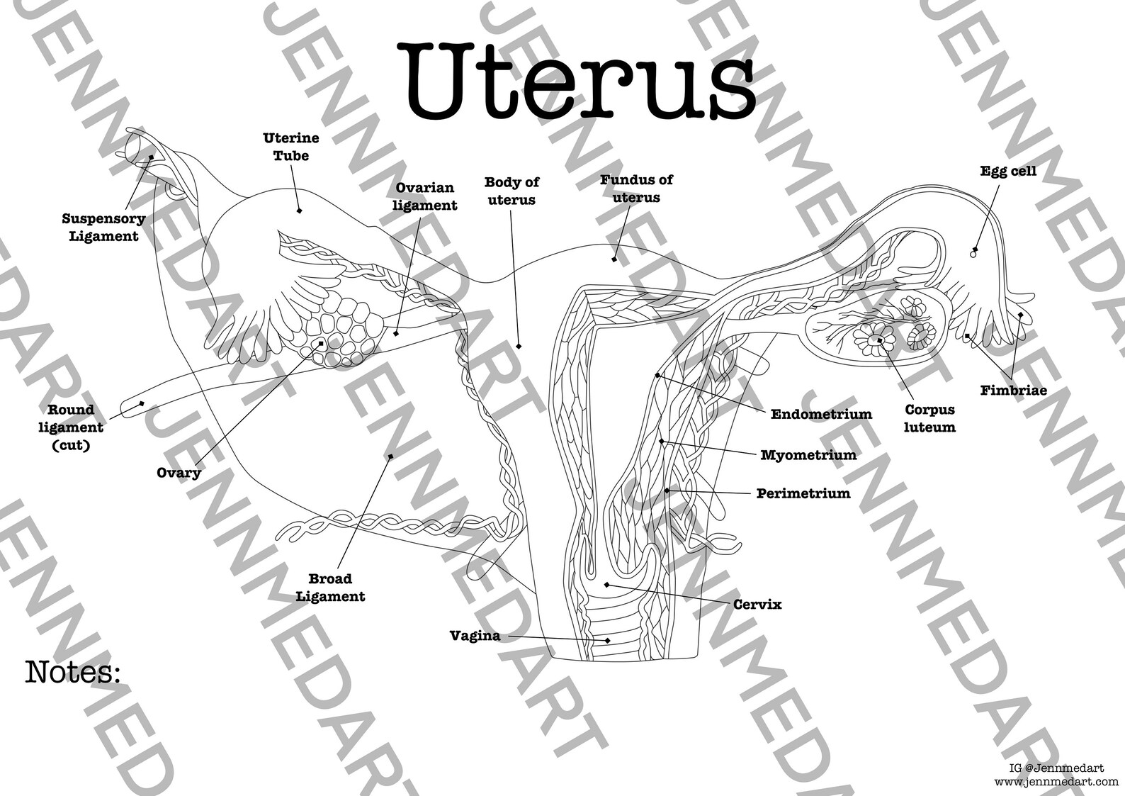 Uterus Anatomy Coloring Page LABELED Digital Download Womb Female ...