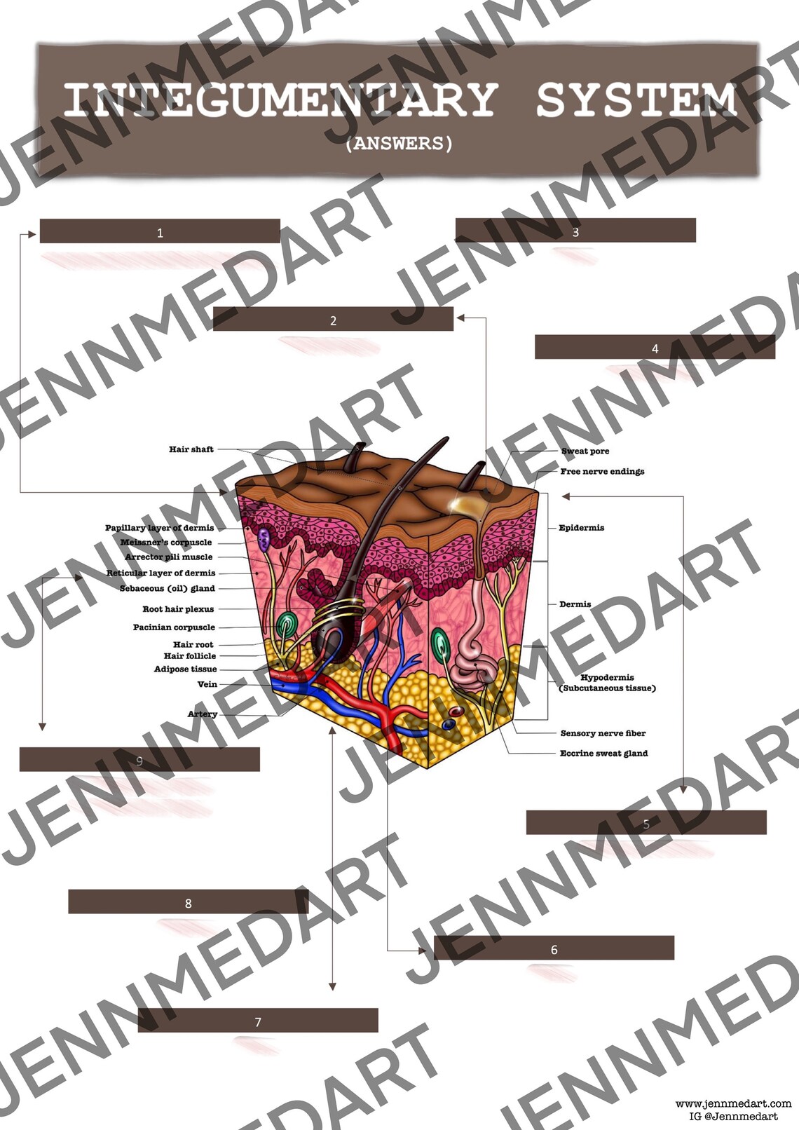 Integumentary System Anatomy QUIZ Worksheet + Answers - Digital ...