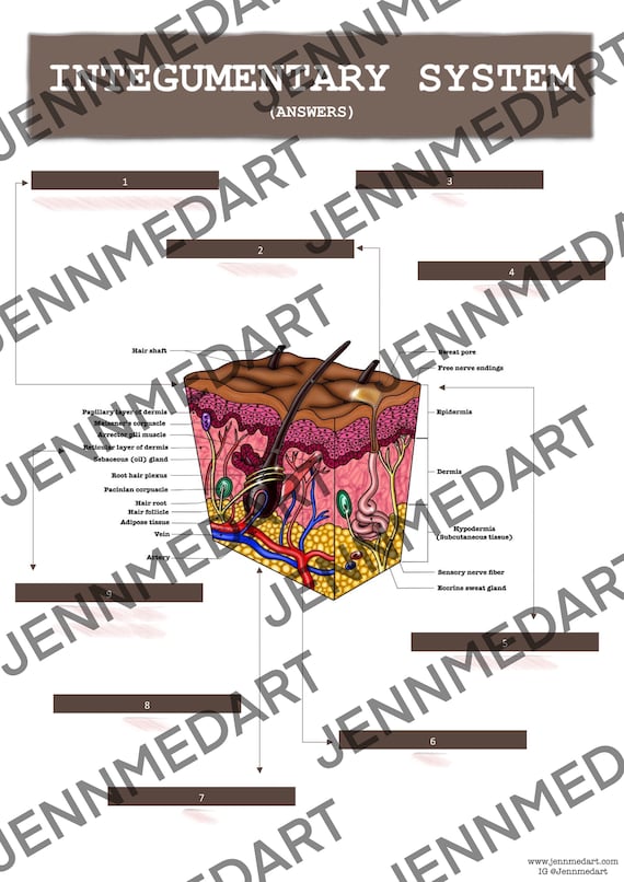 Integumentary System Diagram Worksheet