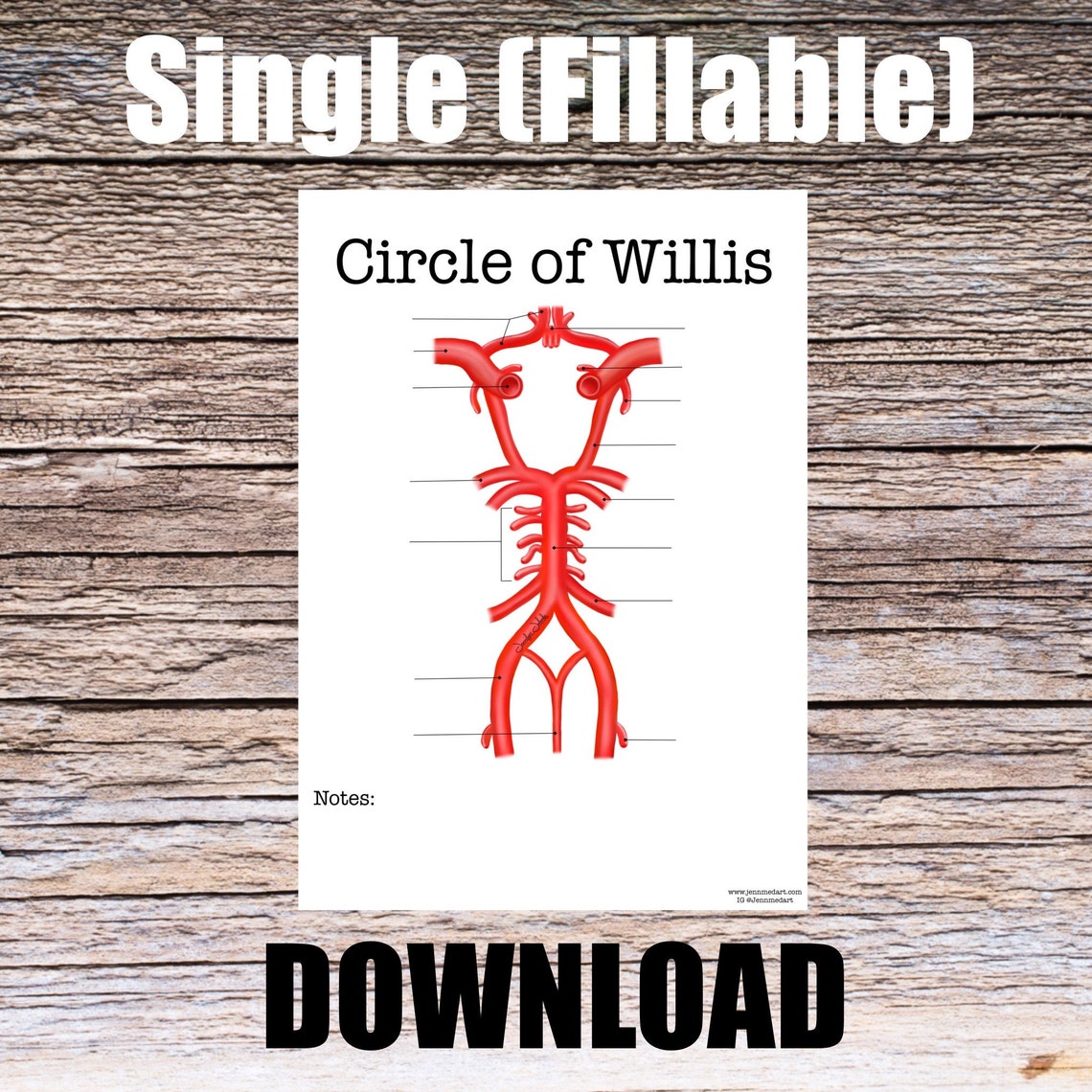 Circle of Willis Anatomy Worksheet- Single FILLABLE- Digital Download ...