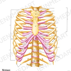 Thoracic Cage Anatomy Worksheet- Single FILLABLE- Digital Download ...