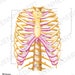 Thoracic Cage Anatomy Worksheet- Single FILLABLE- Digital Download ...