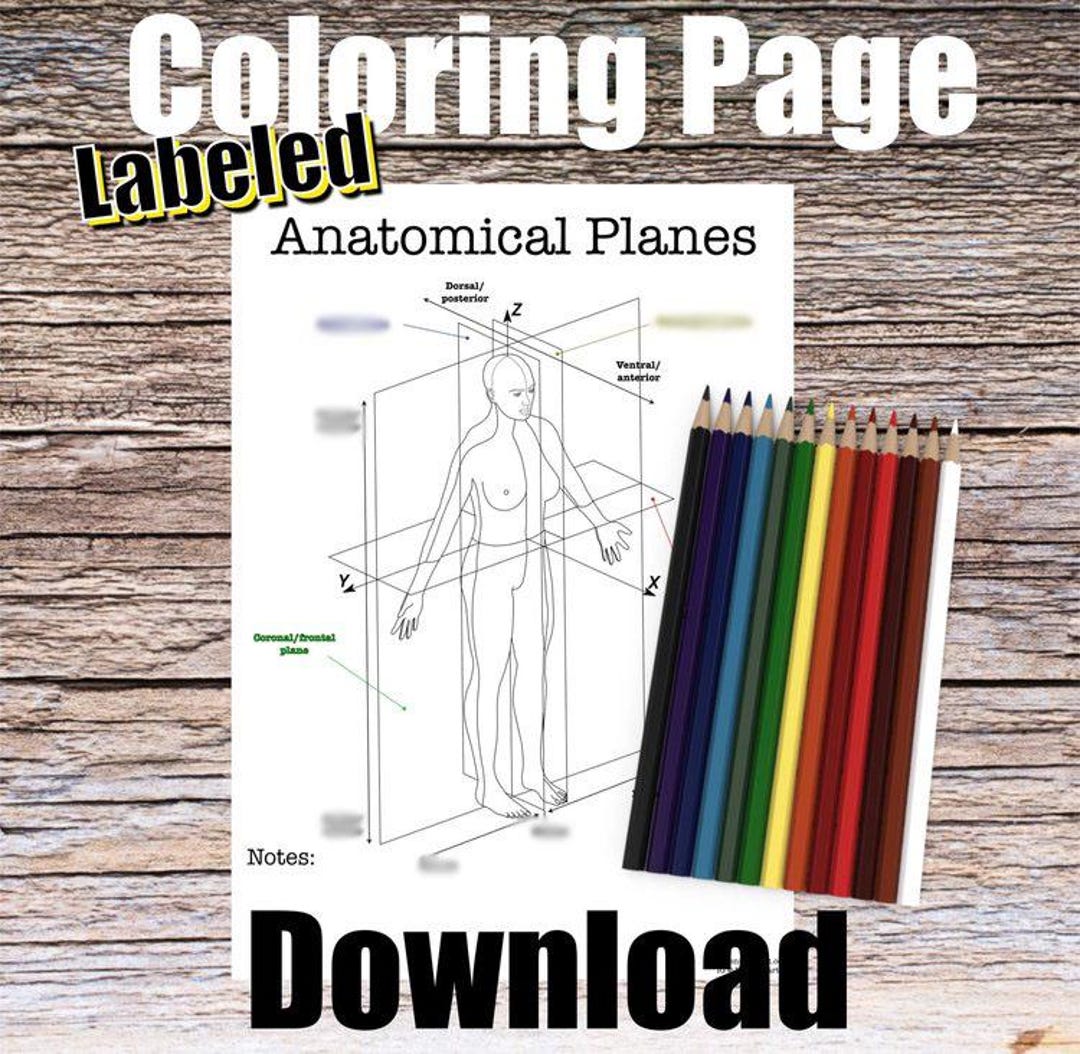 Anatomical Planes Anatomy Coloring Page- LABELED- Digital Download ...