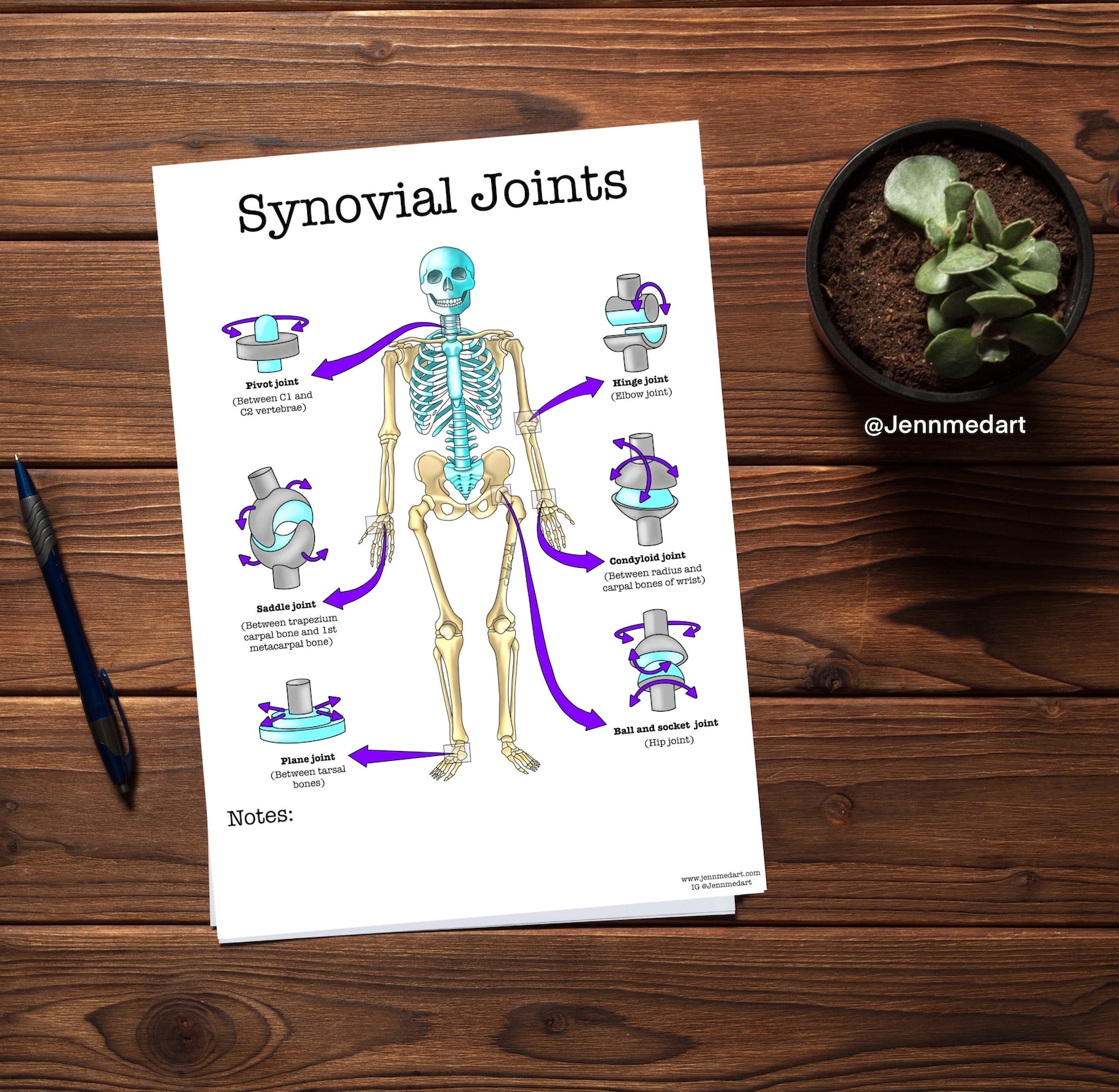 Synovial Joints Anatomy Coloring Page LABELED Digital Download Bone ...