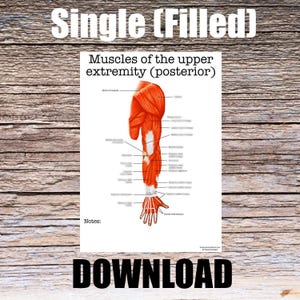 Muscles of Upper Extremity Posterior (arm) Anatomy Worksheet- Single FILLED- Digital Download ...