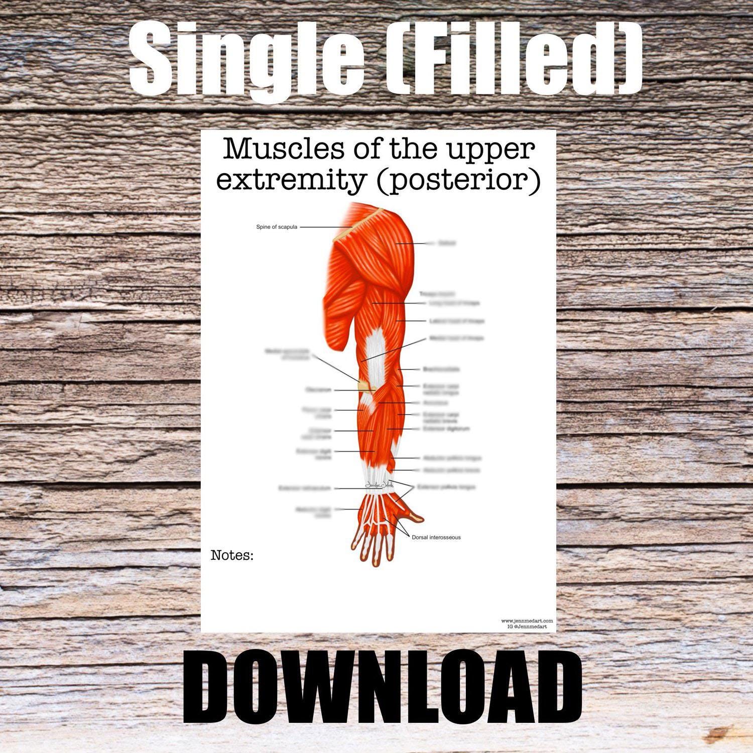 Muscles of Upper Extremity Posterior (arm) Anatomy Worksheet- Single ...