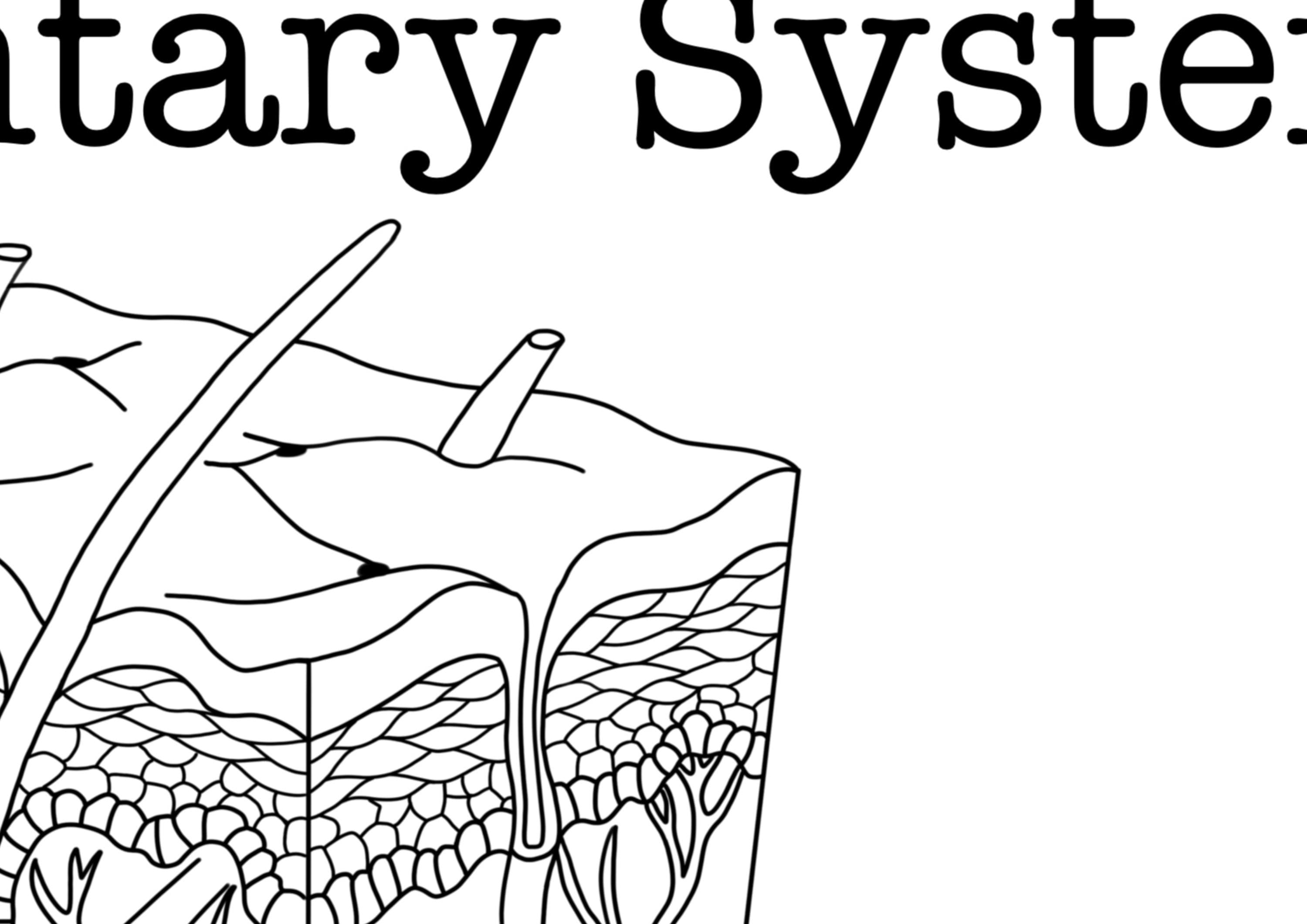 Skin Diagram To Label Anatomy Coloring Book Integumentary System