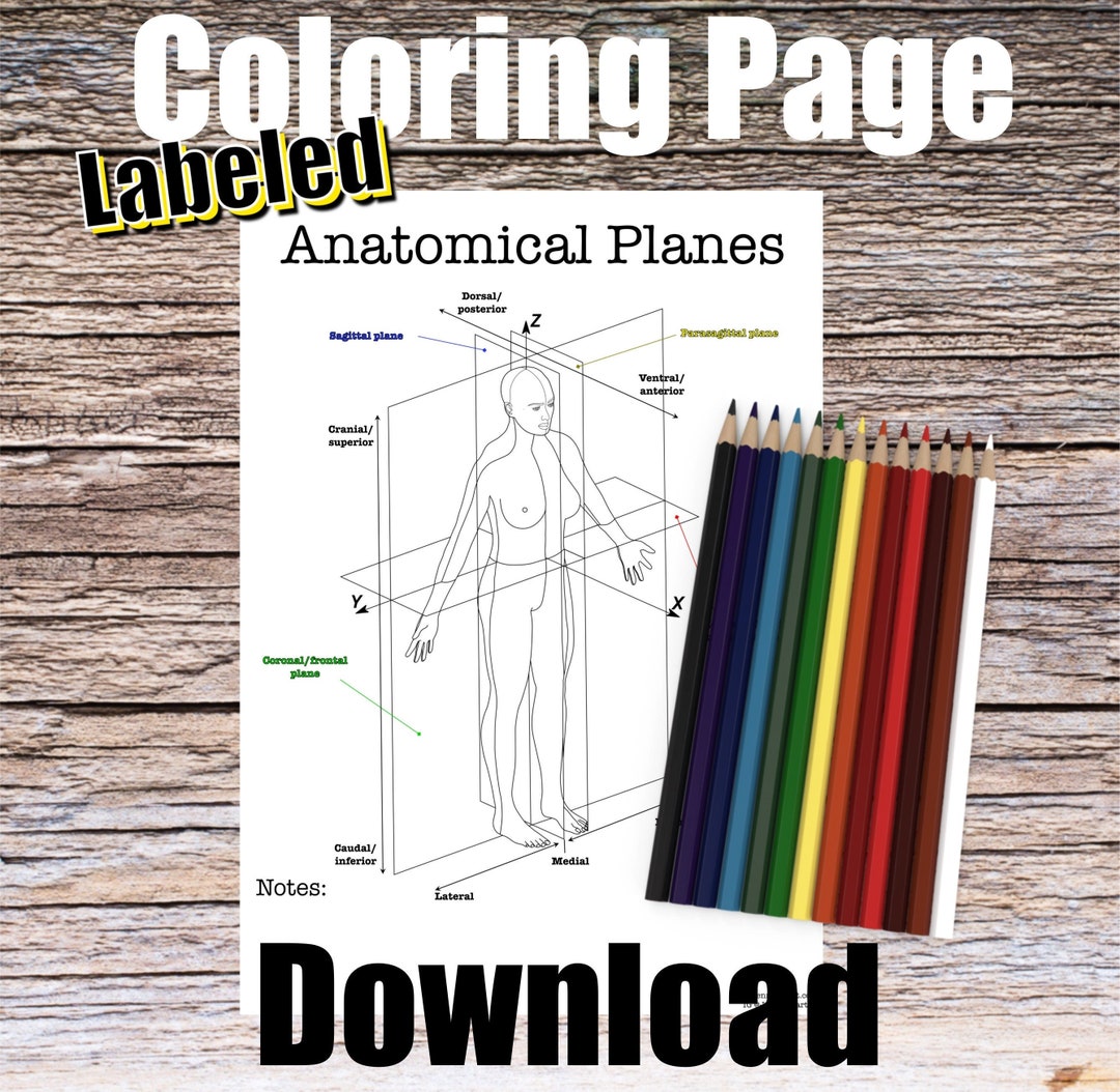 Anatomical Planes Anatomy Coloring Page- LABELED- Digital Download ...