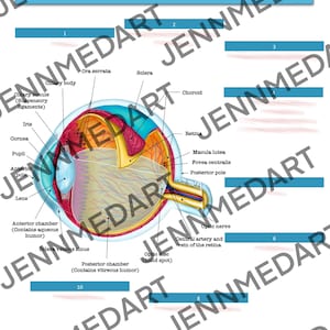 Human Eyeball Anatomy QUIZ Worksheet + Answers - Digital Download ...