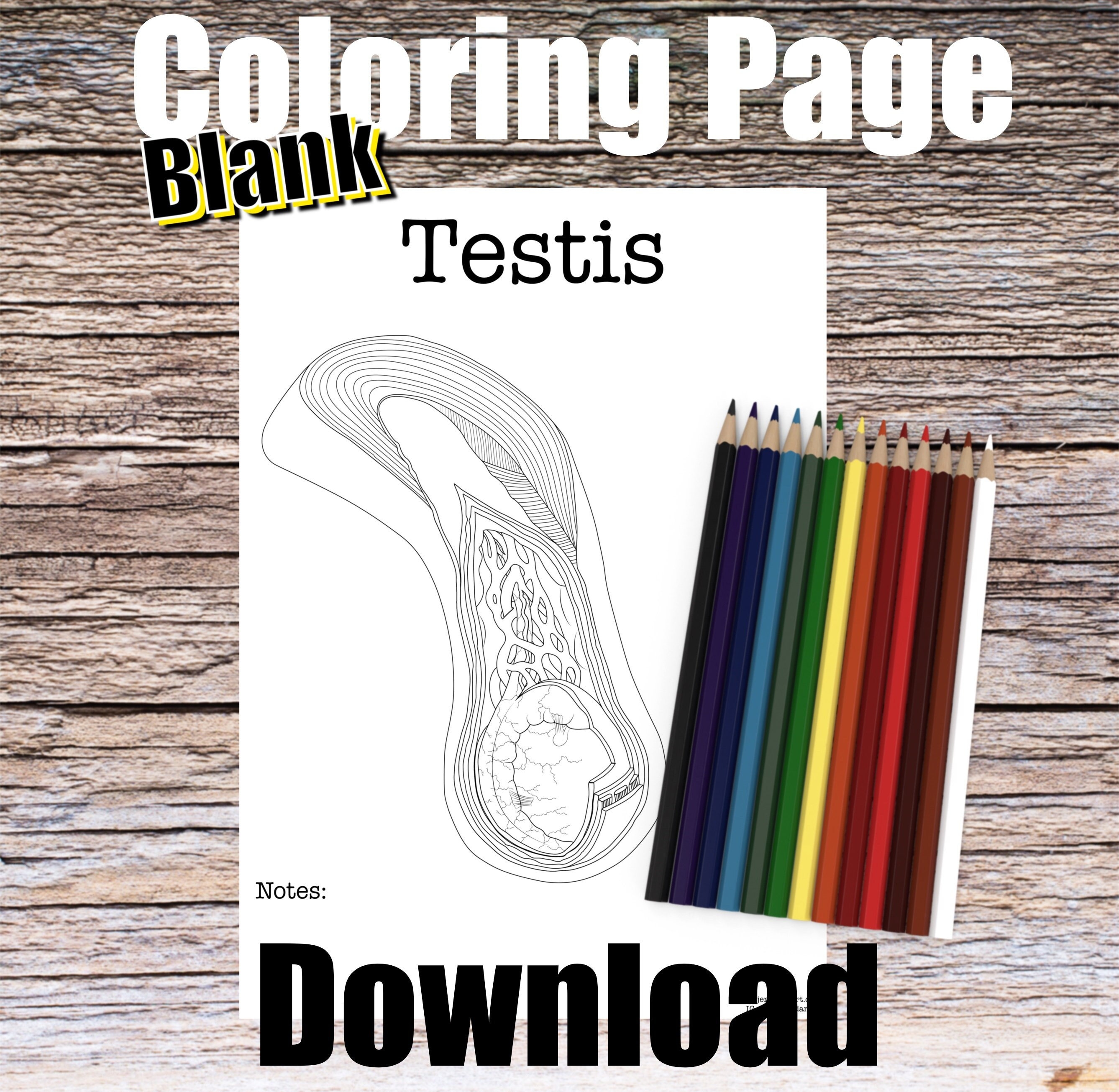 Testis Anatomy Coloring Page Blank Digital Download Penis Scrotum