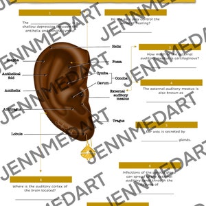 External Ear Anatomy QUIZ Worksheet Answers | Etsy
