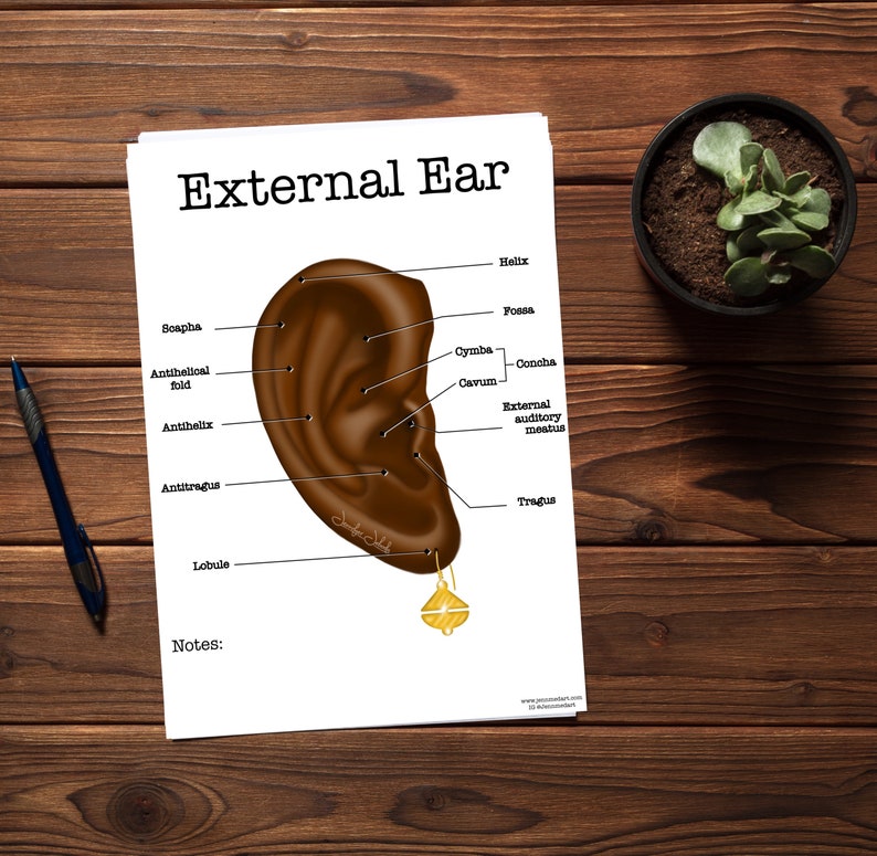 External Ear Anatomy Coloring Page- LABELED- Digital Download Auricle ...