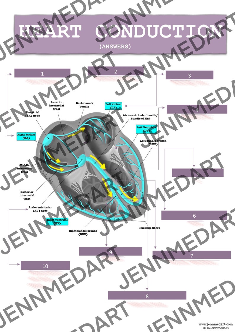 Heart Conduction Anatomy QUIZ Worksheet Answers Digital Download ...