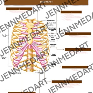 Thoracic Cage Anatomy QUIZ Worksheet + Answers - Digital Download ...