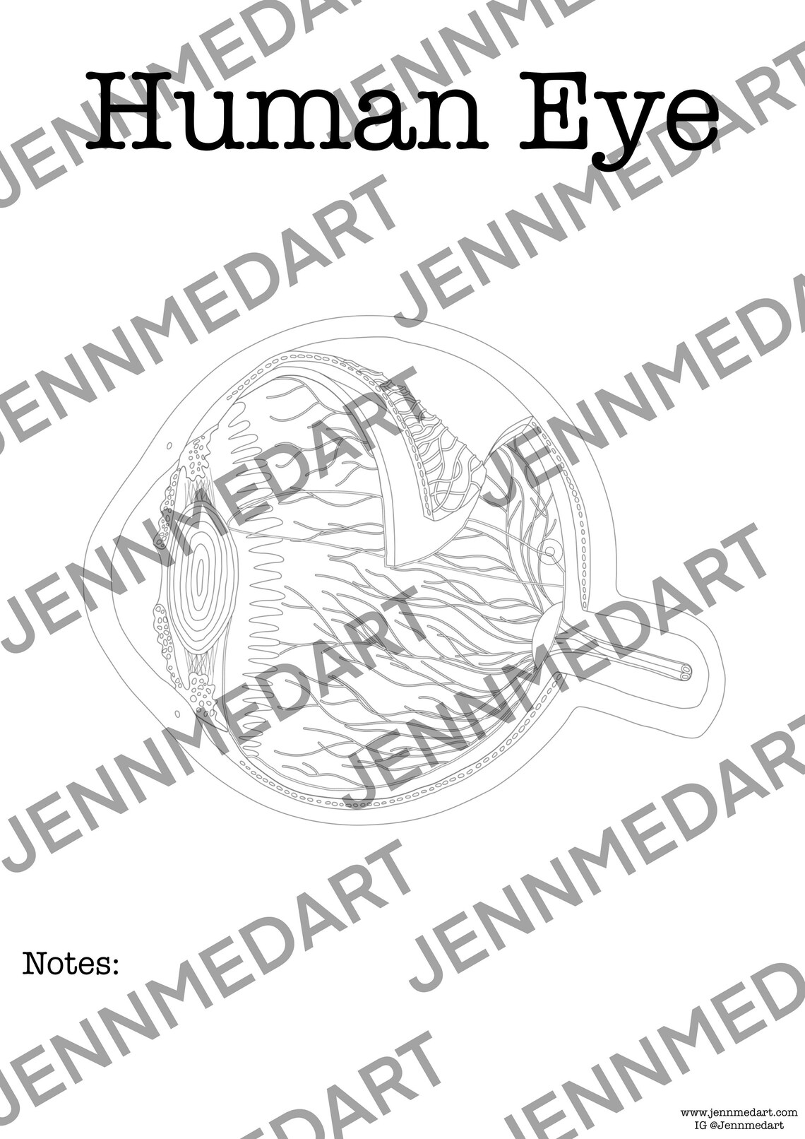 Human Eyeball Anatomy Coloring Page- BLANK- Digital Download Eye ...