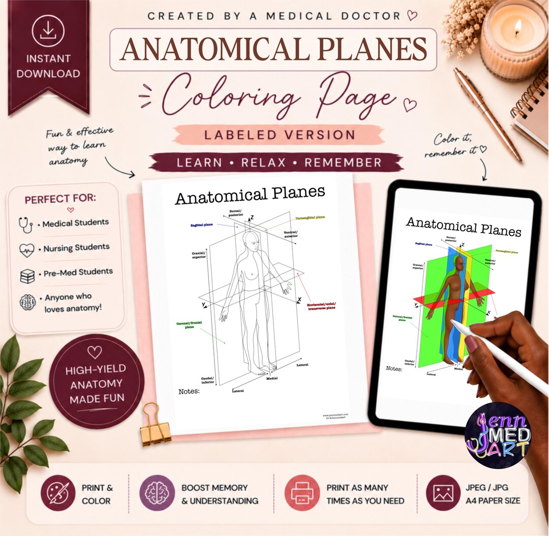 Anatomical Planes Coloring Page | Labeled | Anatomical Terminology ...