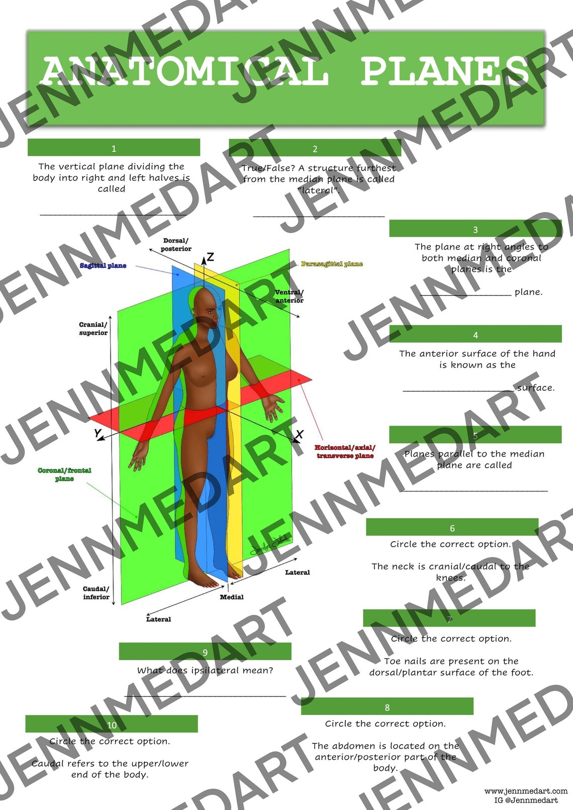 Anatomical Planes Anatomy QUIZ Worksheet + Answers - Digital Download ...