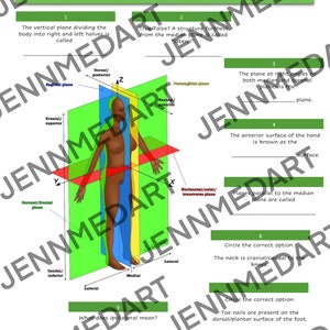 Anatomical Planes Anatomy QUIZ Worksheet + Answers - Digital Download ...