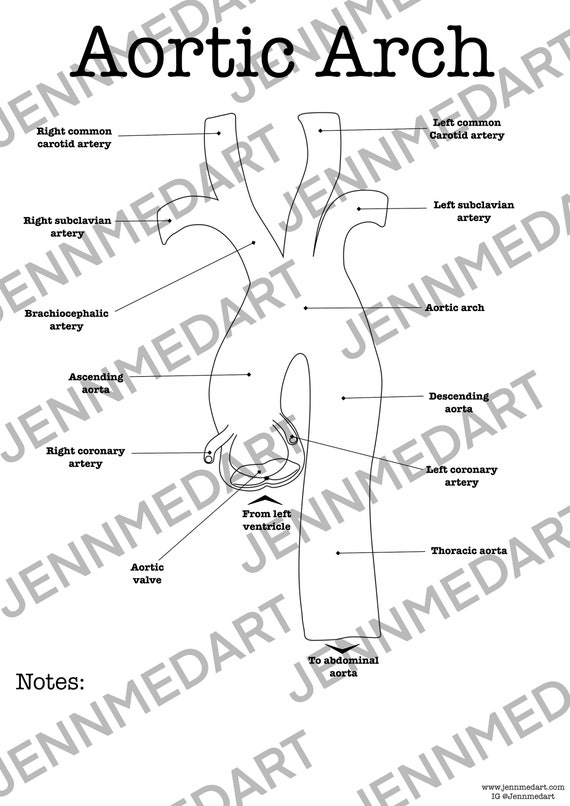 Aortic Arch Anatomy Coloring page LABELED Digital Drawing ...
