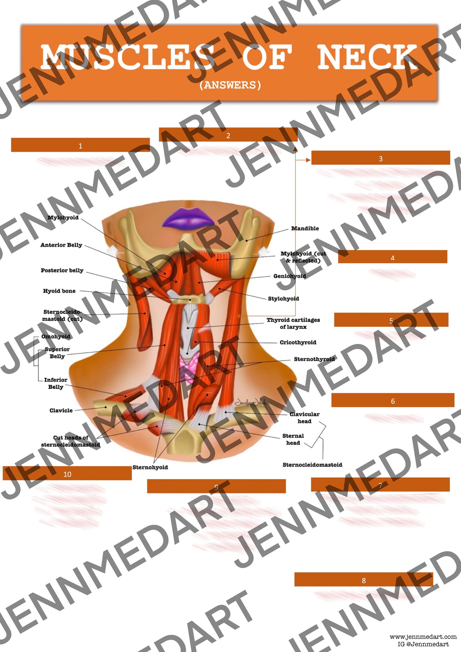 Muscles of the Neck Anatomy QUIZ Worksheet + Answers - Digital Download ...