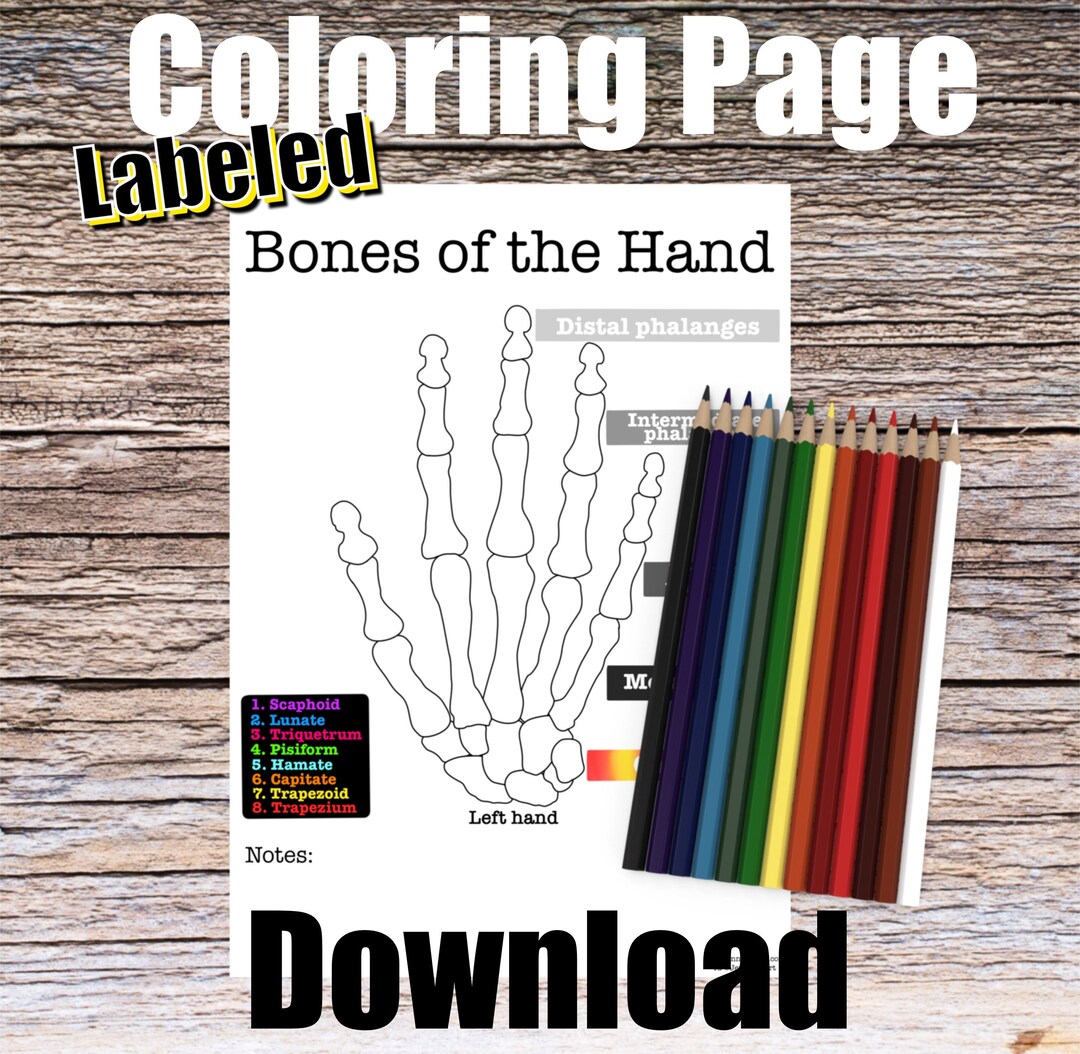 Bones of the Hand Anatomy Coloring Page LABELED Digital Download Finger ...