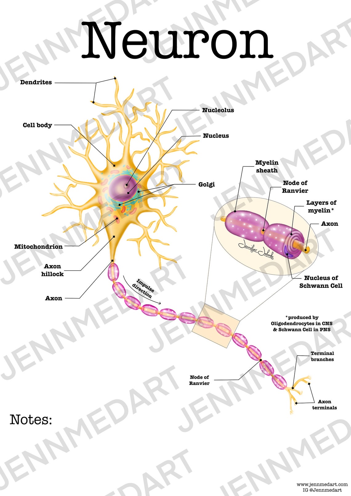 Neuron Anatomy Worksheet- Single FILLED- Digital Download Human Anatomy ...