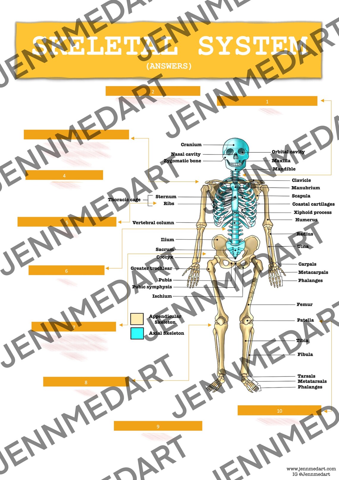 Skeletal System Anatomy QUIZ Worksheet + Answers - Digital Download ...