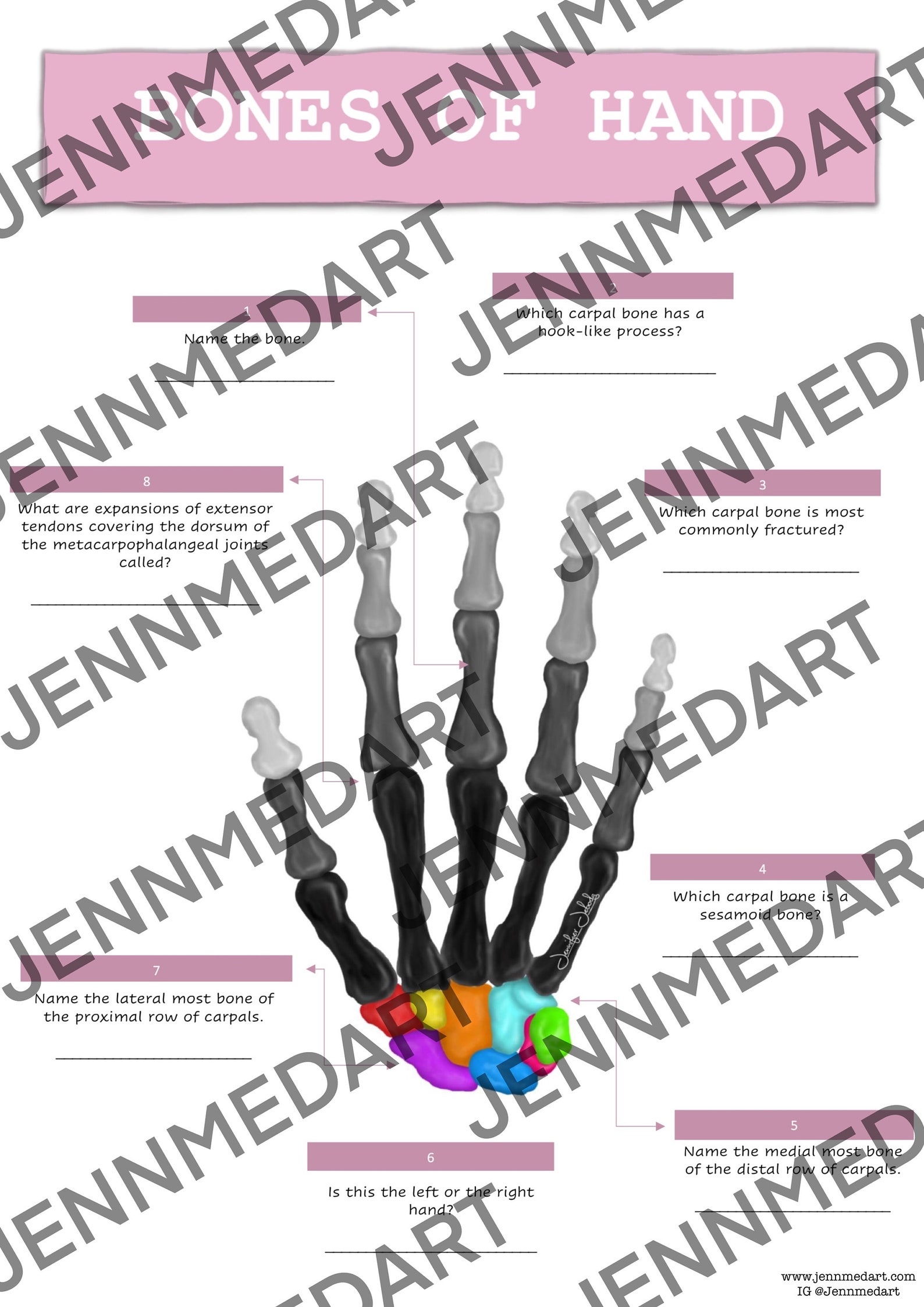 Bones of the Hand Anatomy QUIZ Worksheet Answers Digital - Etsy Hong Kong