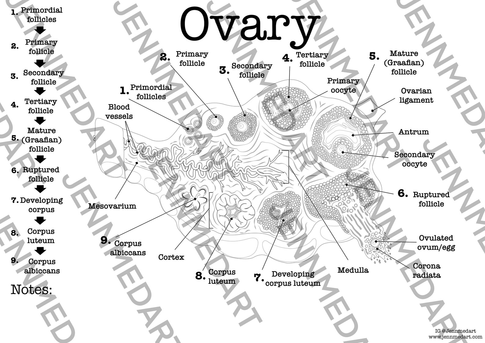 Ovary Anatomy Coloring Page LABELED Digital Download Female ...