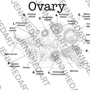 Ovary Anatomy Coloring Page LABELED Digital Download Female ...