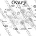 Ovary Anatomy Coloring Page LABELED Digital Download Female - Etsy