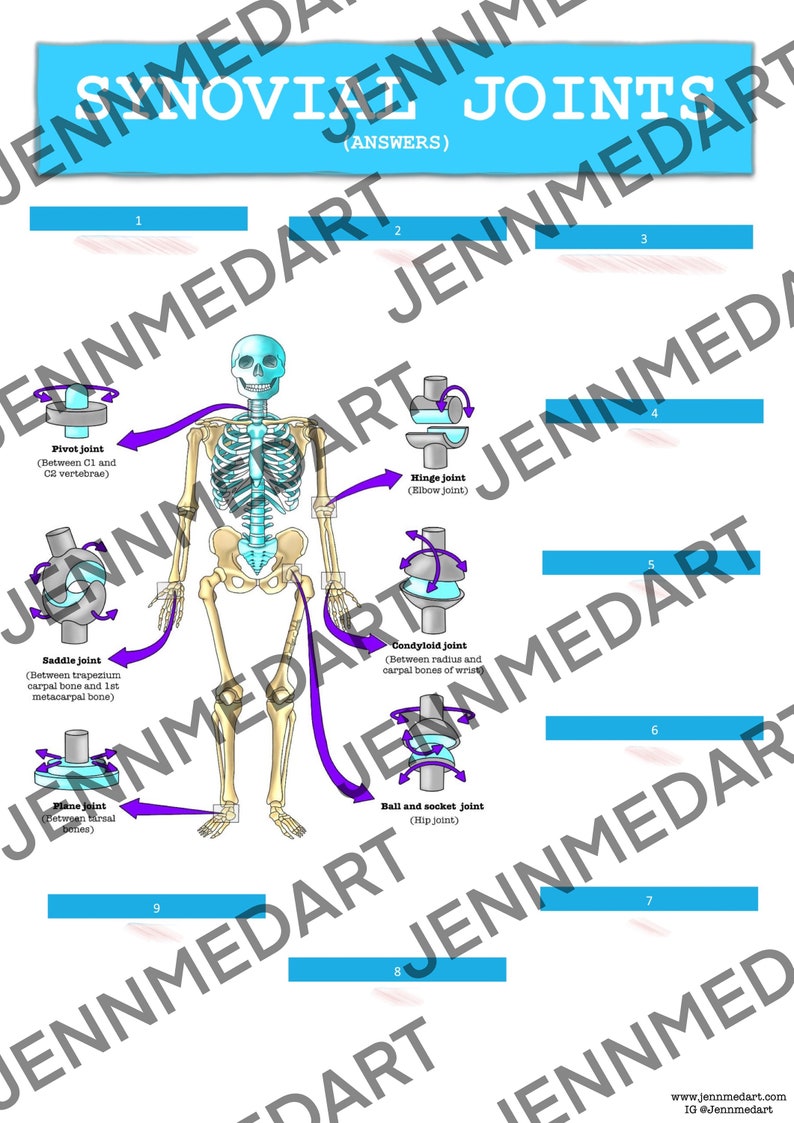 Synovial Joints Anatomy QUIZ Worksheet + Answers - Digital Download ...