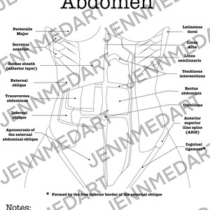 Abdominal Muscle Anatomy Coloring Page- LABELED- Digital Download Ab ...