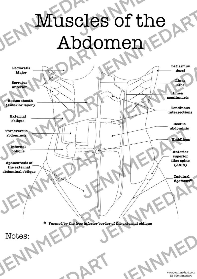 Abdominal Muscle Anatomy Coloring Page LABELED Digital - Etsy Hong Kong